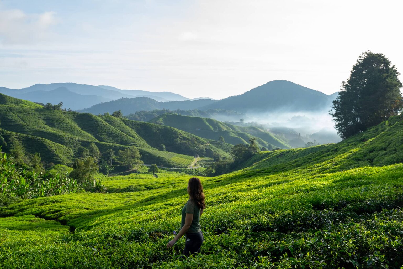 Que faire aux Cameron Highlands ? Guide + retour d’excursion